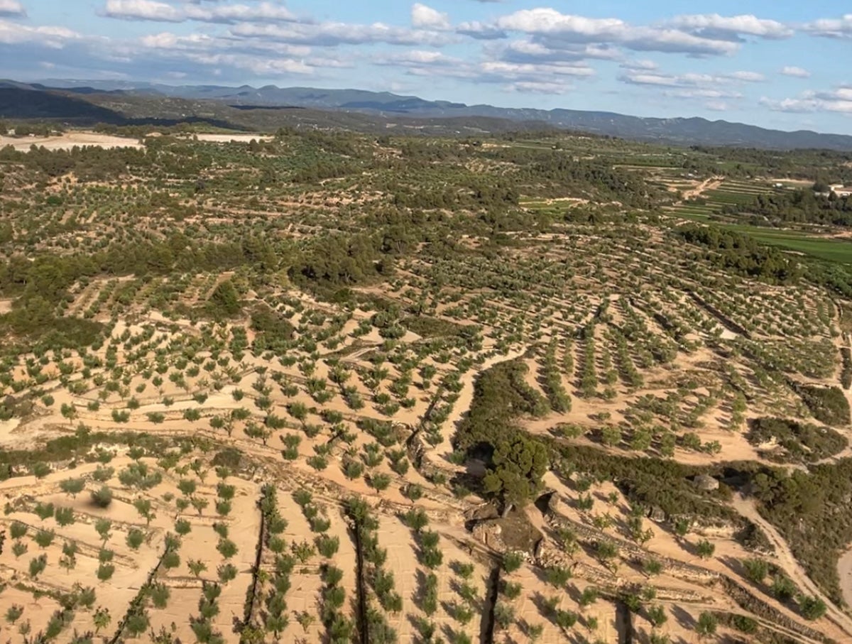 Grup Pons busca nous sabors amb oliveres de lecciana, koroneiki i coriana